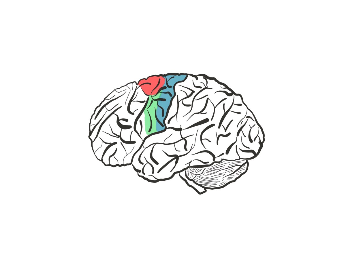 Corteza motora primaria, suplementaria y premotora: tres áreas en ...