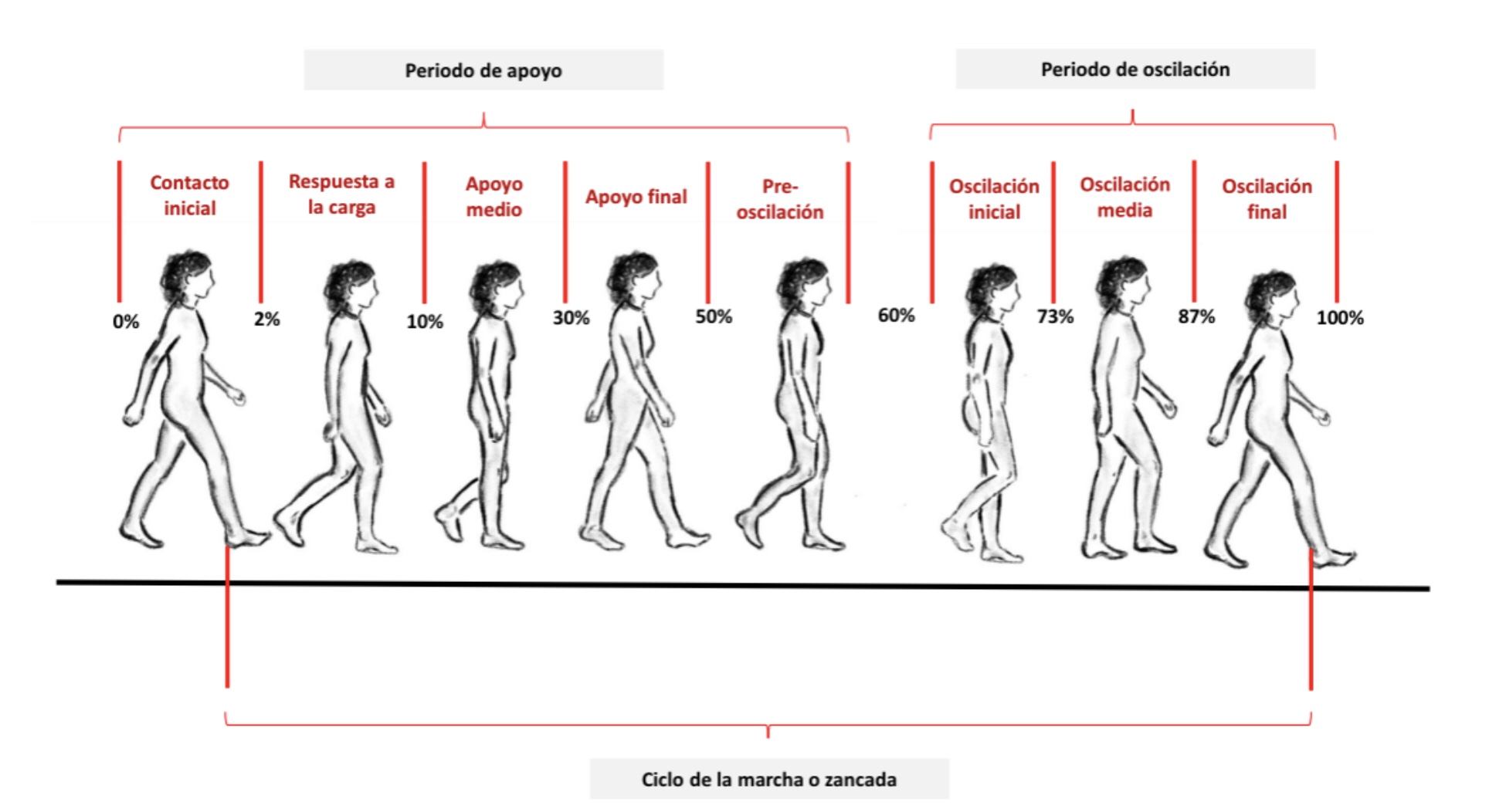 La marcha humana es la gran protagonista de la evaluación motora ...
