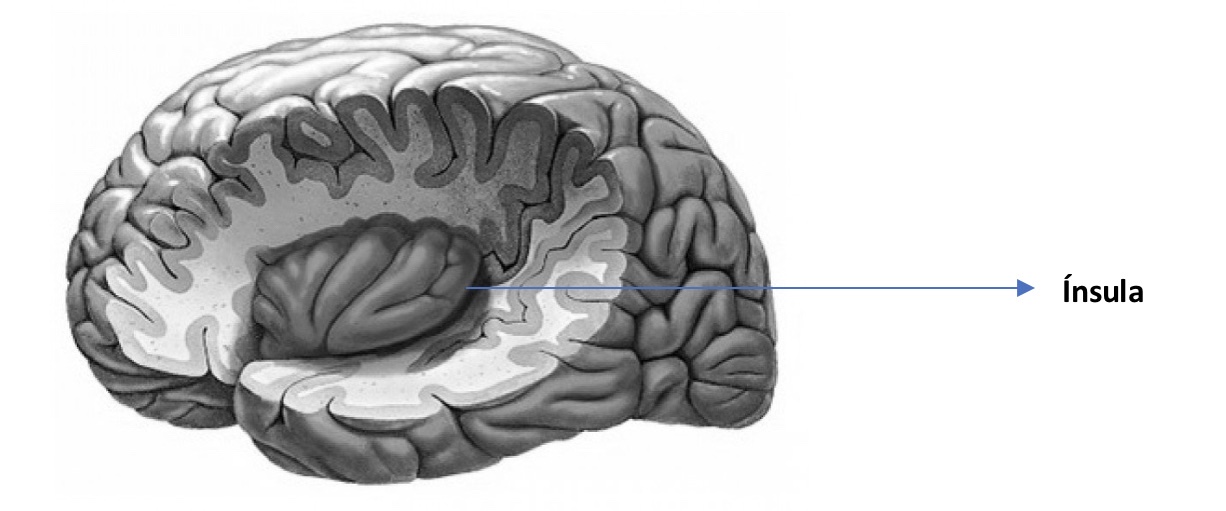 La red cíngulo-opercular y la corteza motora primaria: una compleja ...