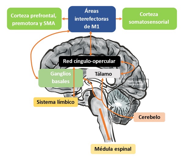 La red cíngulo-opercular y la corteza motora primaria: una compleja ...