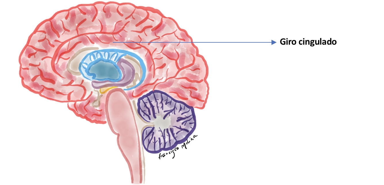 La red cíngulo-opercular y la corteza motora primaria: una compleja ...